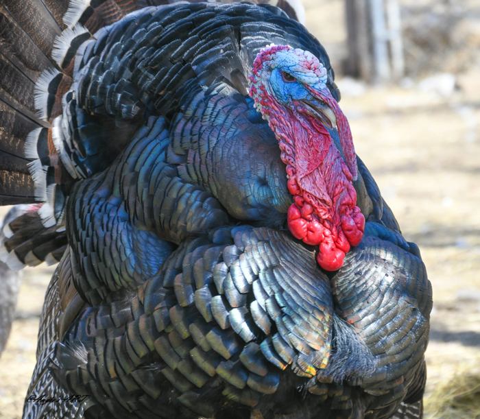 Hybrid Vs. Heritage Turkey Breeds - Backyard Poultry